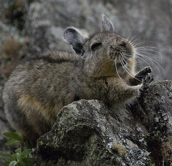 That’s not a rabbit, that’s Mother Nature’s version of Pikachu (also ...
