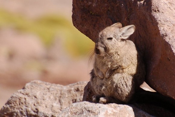 That’s not a rabbit, that’s Mother Nature’s version of Pikachu (also ...