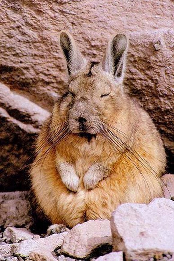That’s not a rabbit, that’s Mother Nature’s version of Pikachu (also ...