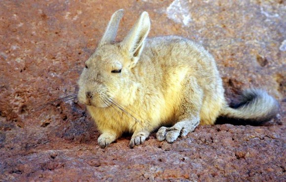 That’s not a rabbit, that’s Mother Nature’s version of Pikachu (also ...