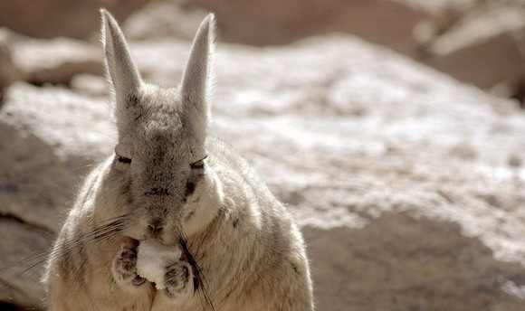 That’s not a rabbit, that’s Mother Nature’s version of Pikachu (also ...