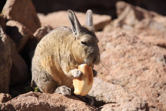 That’s not a rabbit, that’s Mother Nature’s version of Pikachu (also ...