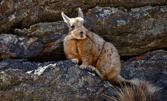 That’s not a rabbit, that’s Mother Nature’s version of Pikachu (also ...