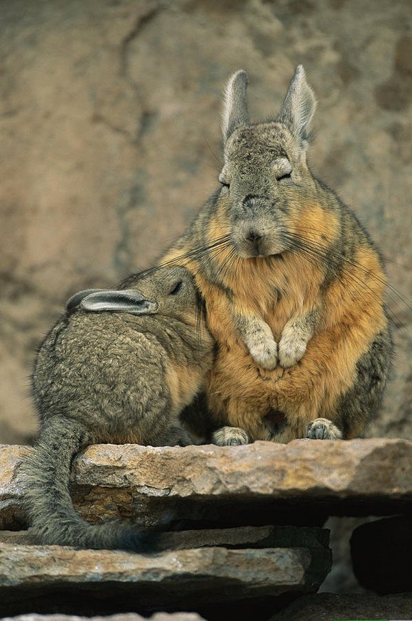 That’s not a rabbit, that’s Mother Nature’s version of Pikachu (also ...