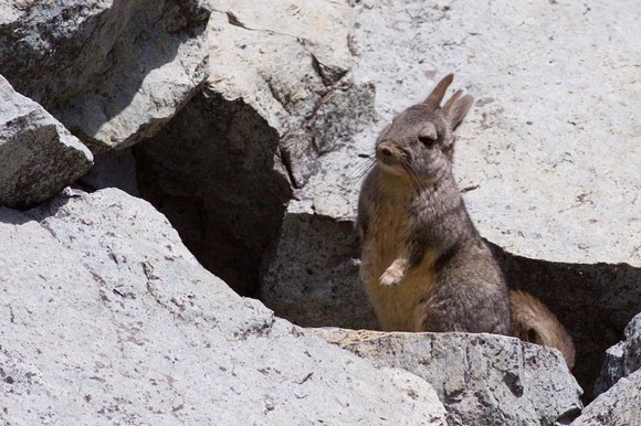That’s not a rabbit, that’s Mother Nature’s version of Pikachu (also ...