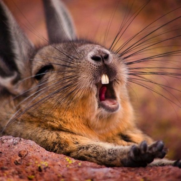 That’s not a rabbit, that’s Mother Nature’s version of Pikachu (also ...