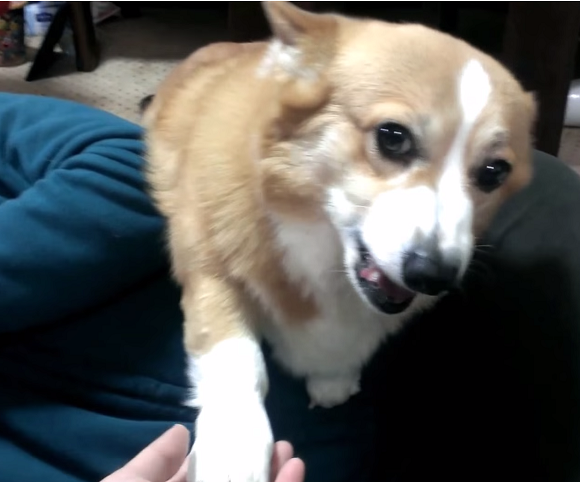 Chiro the corgi talks, shakes hands, wiggles her bootie, and wins our ...