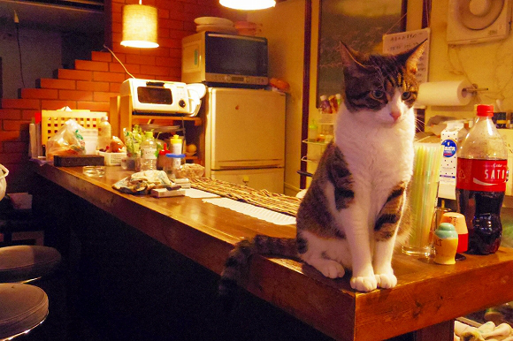 Tokyo’s cat pub, the cat cafe for grown-ups | SoraNews24 -Japan News-