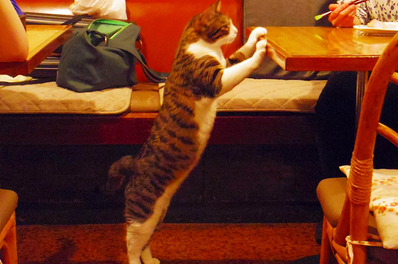 Tokyo’s cat pub, the cat cafe for grown-ups | SoraNews24 -Japan News-