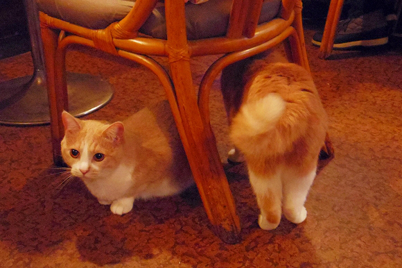 Tokyo’s cat pub, the cat cafe for grown-ups | SoraNews24 -Japan News-