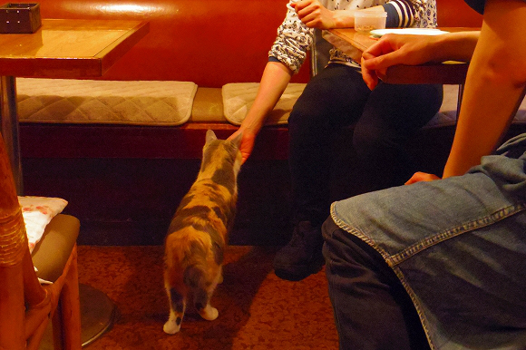 Tokyo’s cat pub, the cat cafe for grown-ups | SoraNews24 -Japan News-