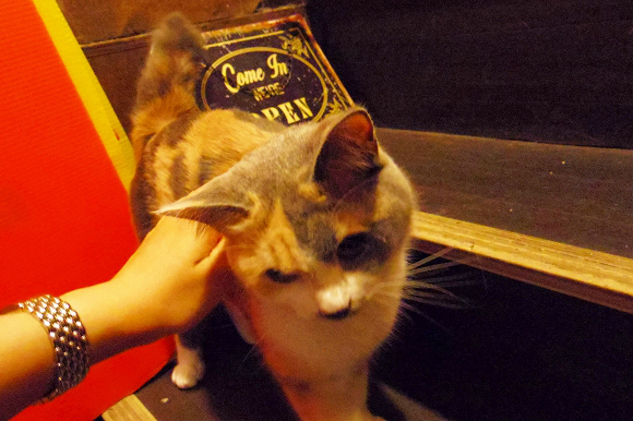 Tokyo’s cat pub, the cat cafe for grown-ups | SoraNews24 —Japan News—