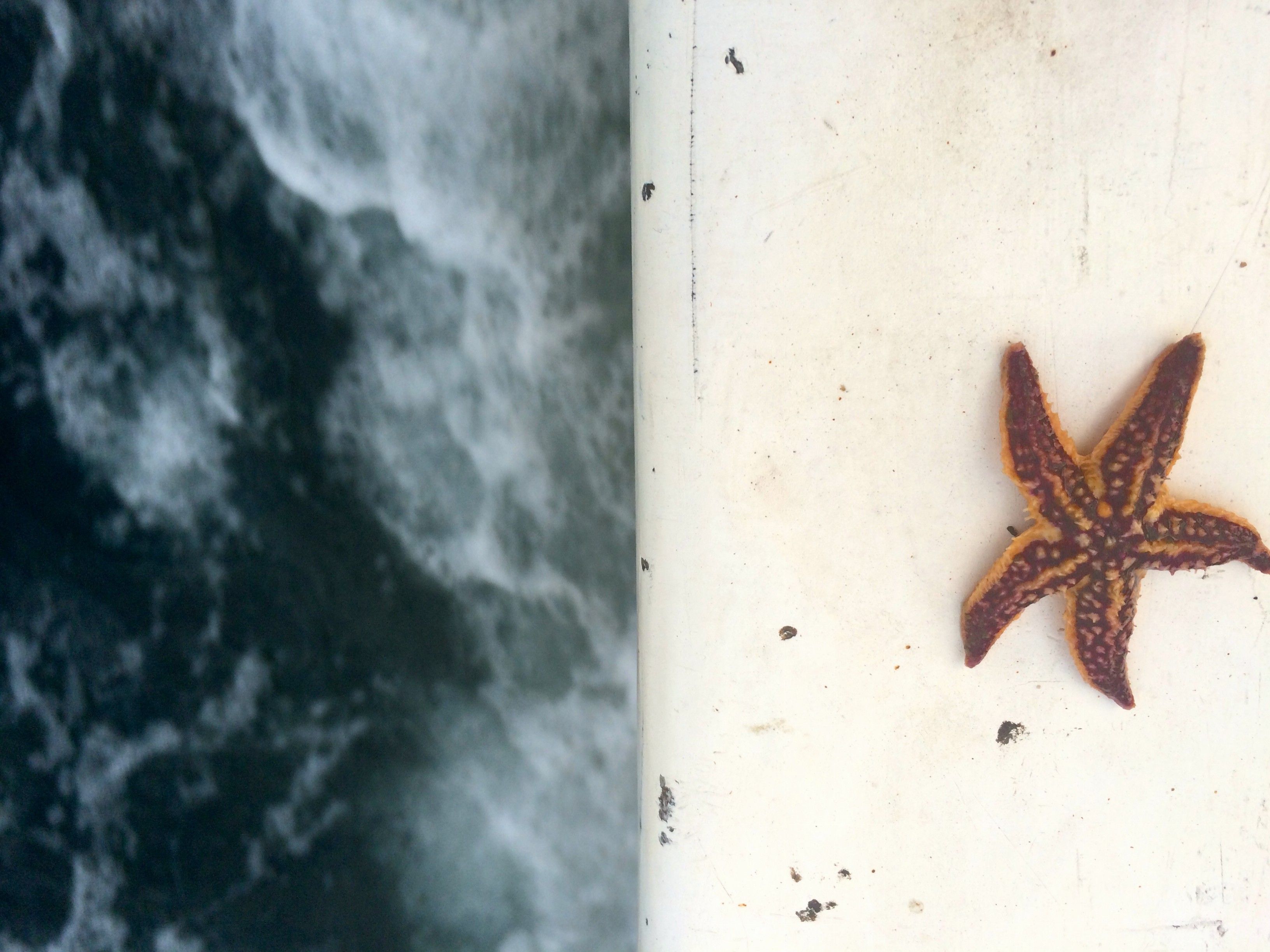 We go octopus hunting, learn how to turn octopus heads inside-out ...