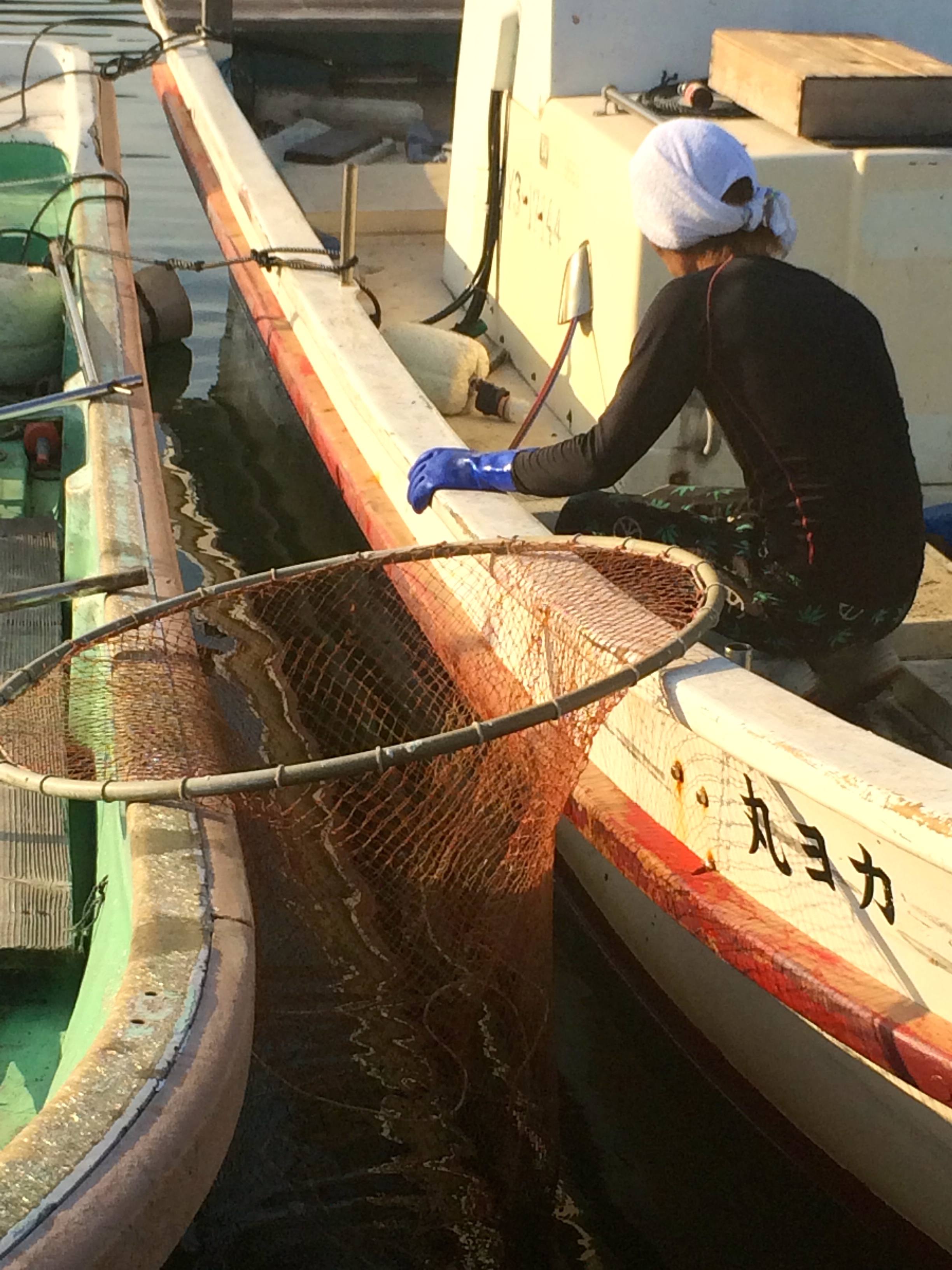 We go octopus hunting, learn how to turn octopus heads inside-out ...