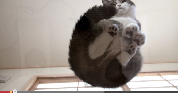 Unfamiliar glimpses of Japan’s favorite cat duo【Video】 | SoraNews24 ...