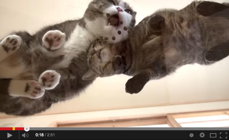 Unfamiliar glimpses of Japan’s favorite cat duo【Video】 | SoraNews24 ...