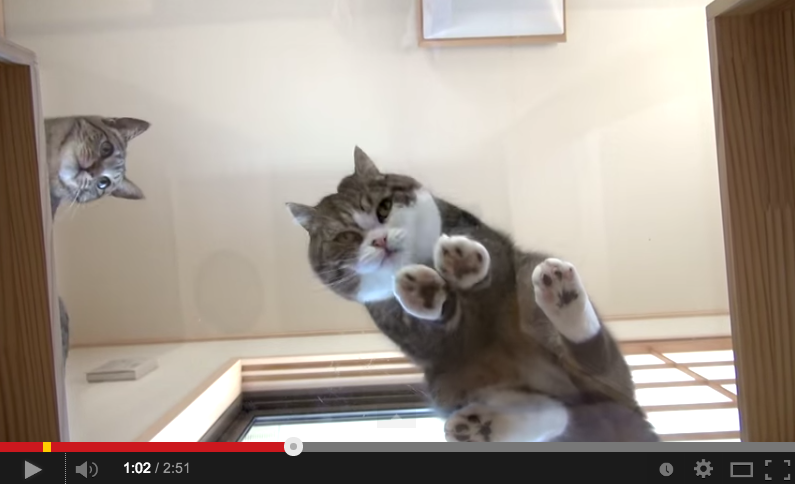 Unfamiliar glimpses of Japan’s favorite cat duo【Video】 | SoraNews24 ...