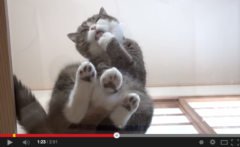 Unfamiliar glimpses of Japan’s favorite cat duo【Video】 | SoraNews24 ...