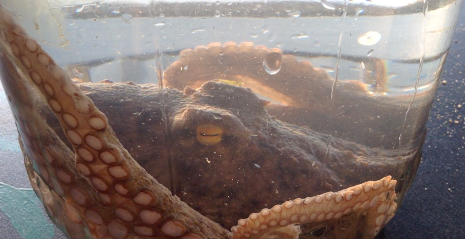 We go octopus hunting, learn how to turn octopus heads inside-out ...