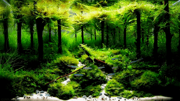 Amazing aquatic artwork transforms water into sky, aquariums into ...