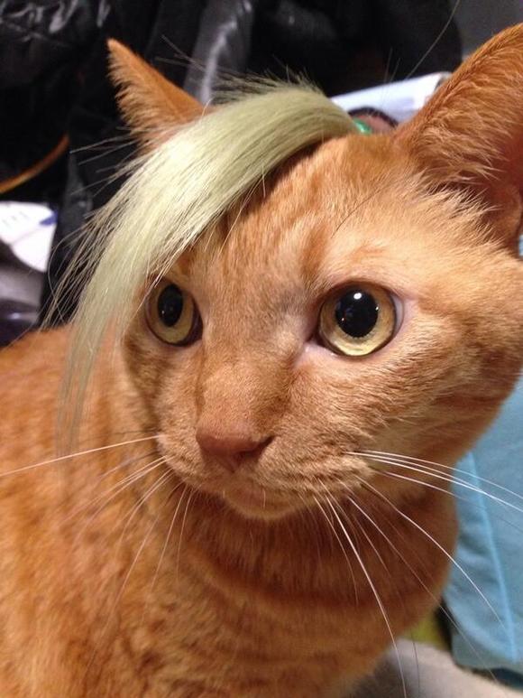 Badass cats blow up the internet, leave adoring humans in their wake ...