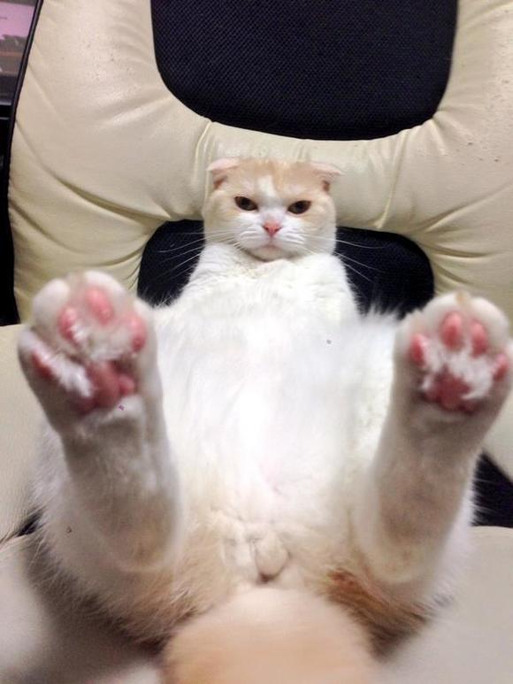 Badass cats blow up the internet, leave adoring humans in their wake ...