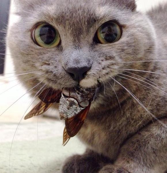 Badass cats blow up the internet, leave adoring humans in their wake ...