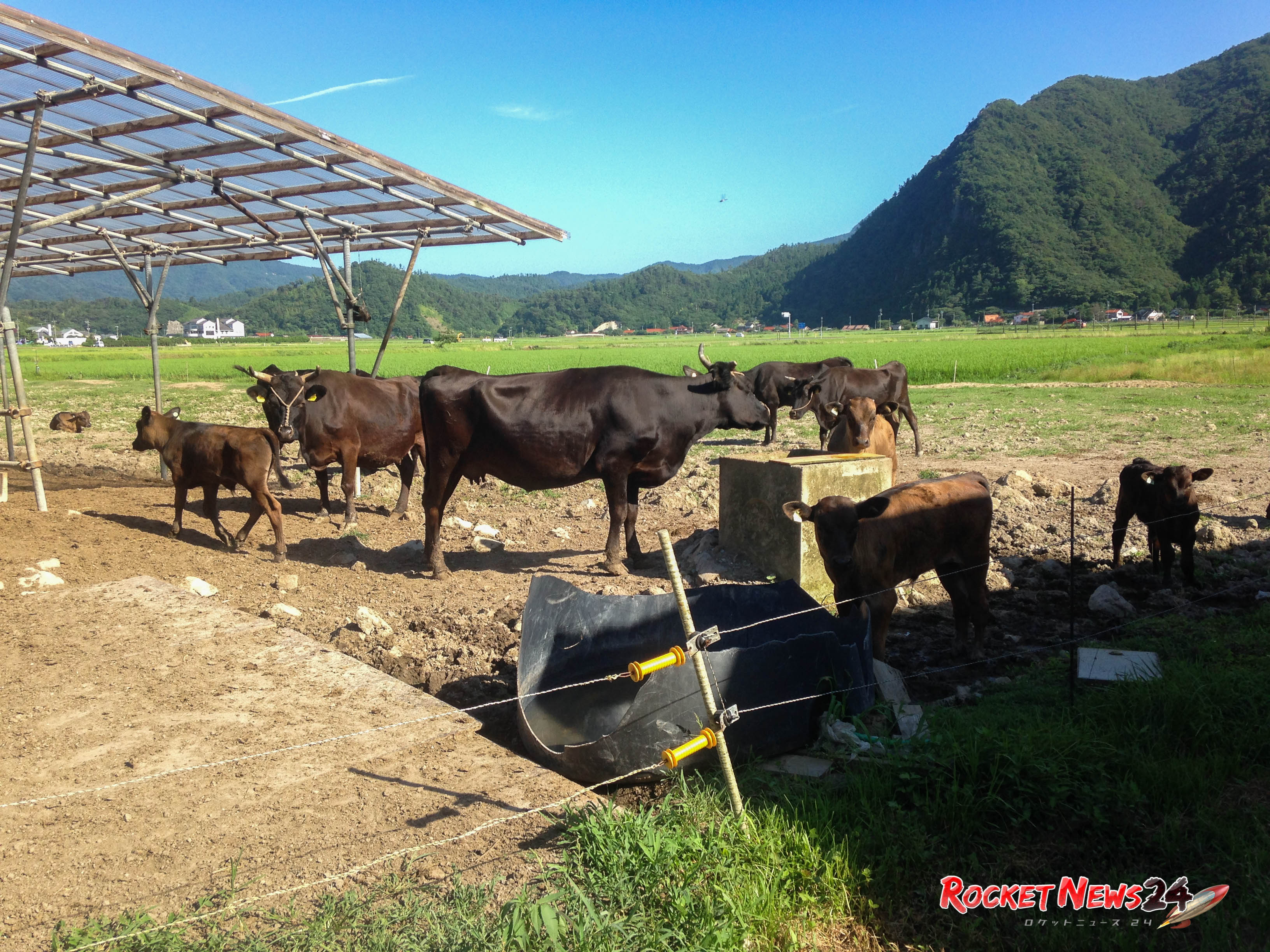 【Exploring Unfamilar Japan】We have dessert and meet a cow named Julia ...