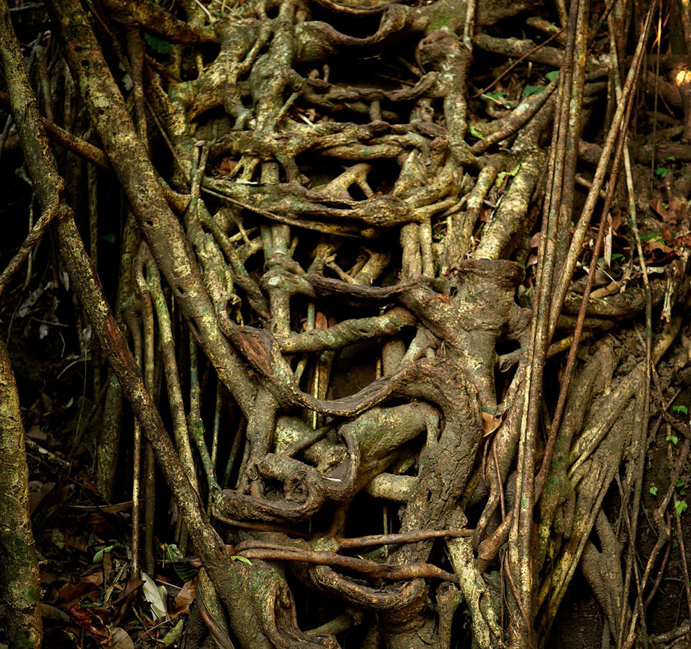 Living tree bridges and other breathtaking scenery at the rainiest ...