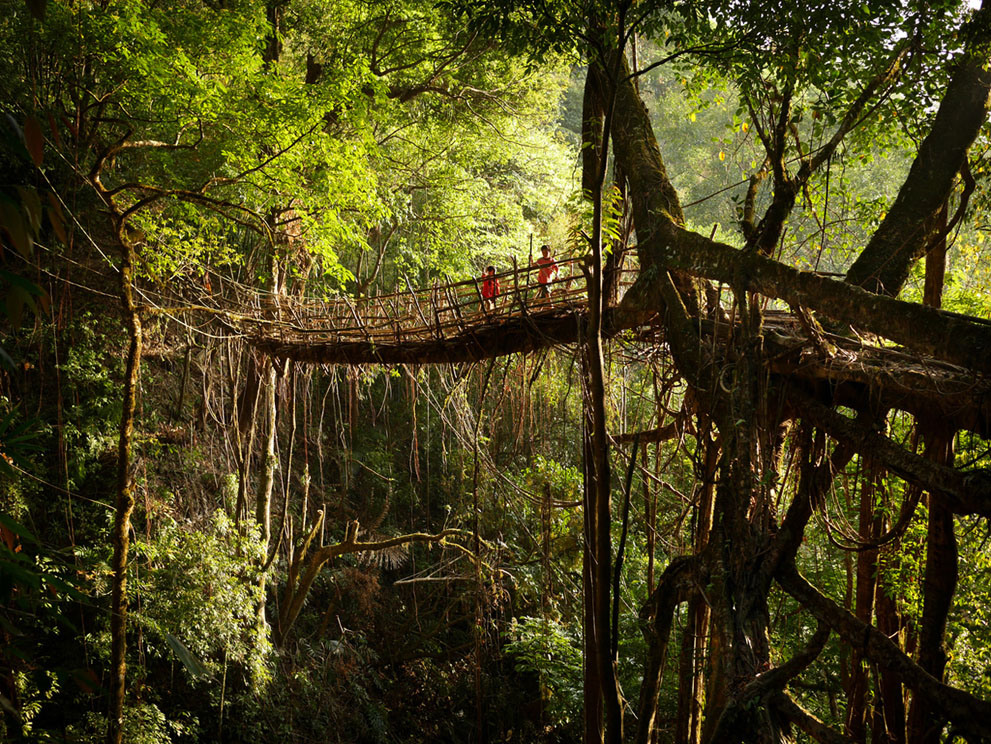 Living tree bridges and other breathtaking scenery at the rainiest ...