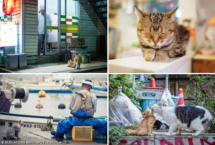 Photobook of cats in Japan goes beyond kawaii, beautifully captures ...