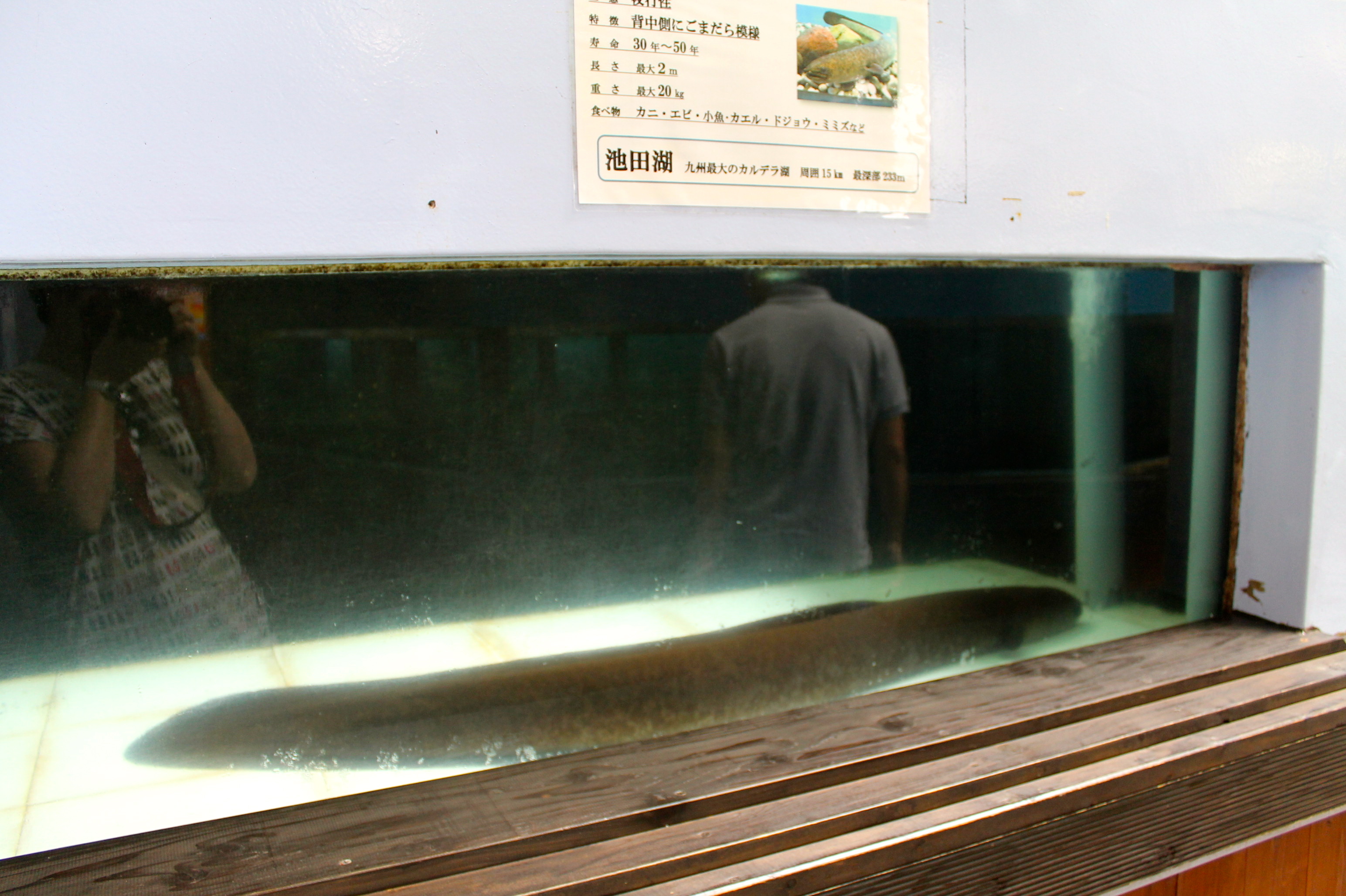 Meet Issie, Japan’s very own Loch Ness Monster | SoraNews24 -Japan News-