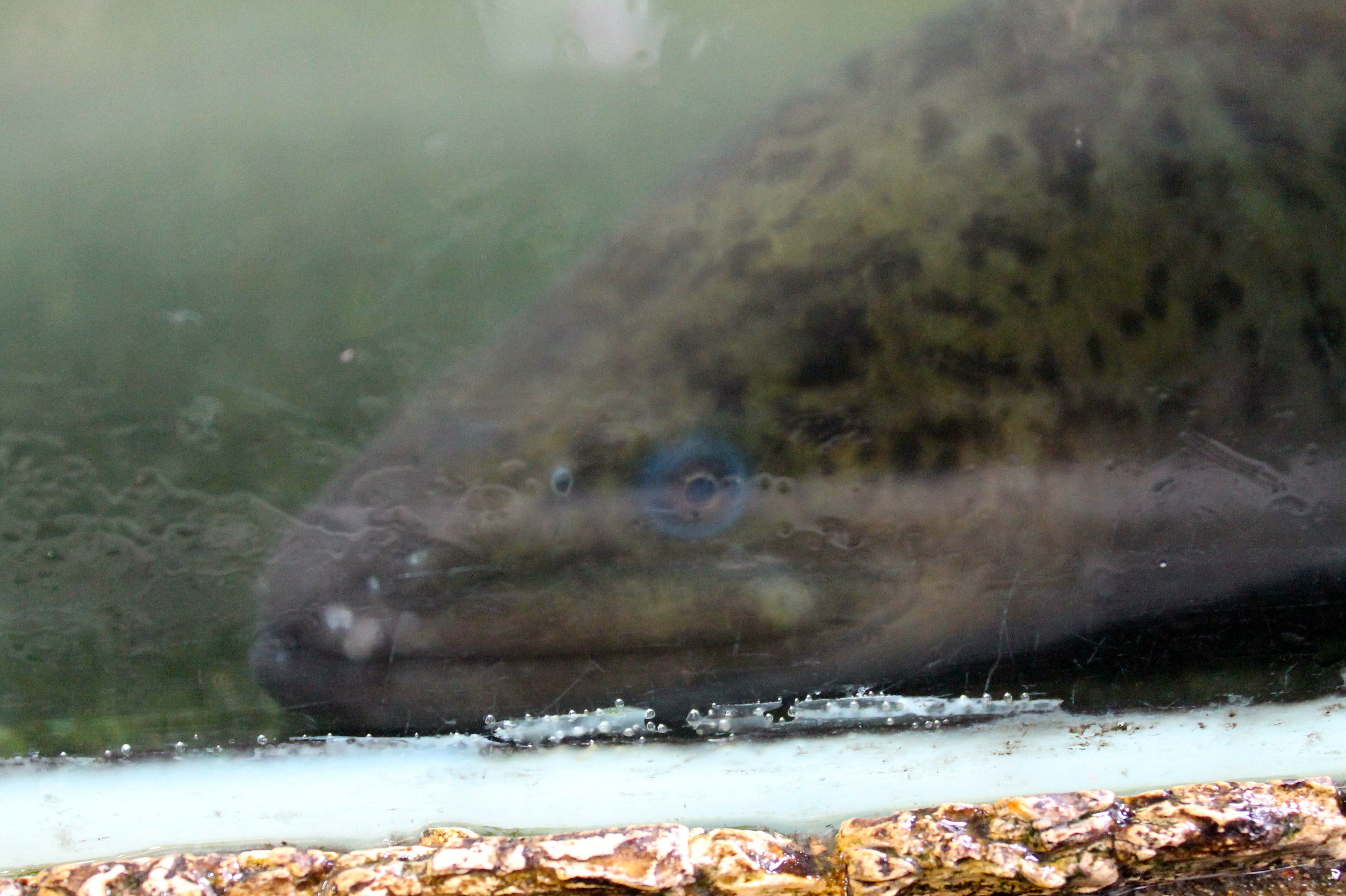 Meet Issie, Japan’s very own Loch Ness Monster | SoraNews24 -Japan News-