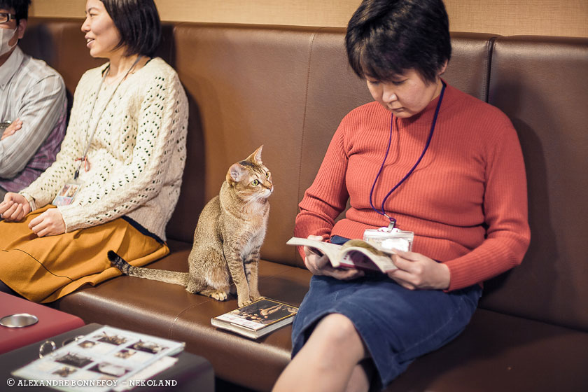 Photobook of cats in Japan goes beyond kawaii, beautifully captures ...