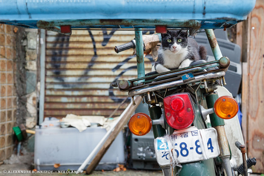 Photobook of cats in Japan goes beyond kawaii, beautifully captures ...
