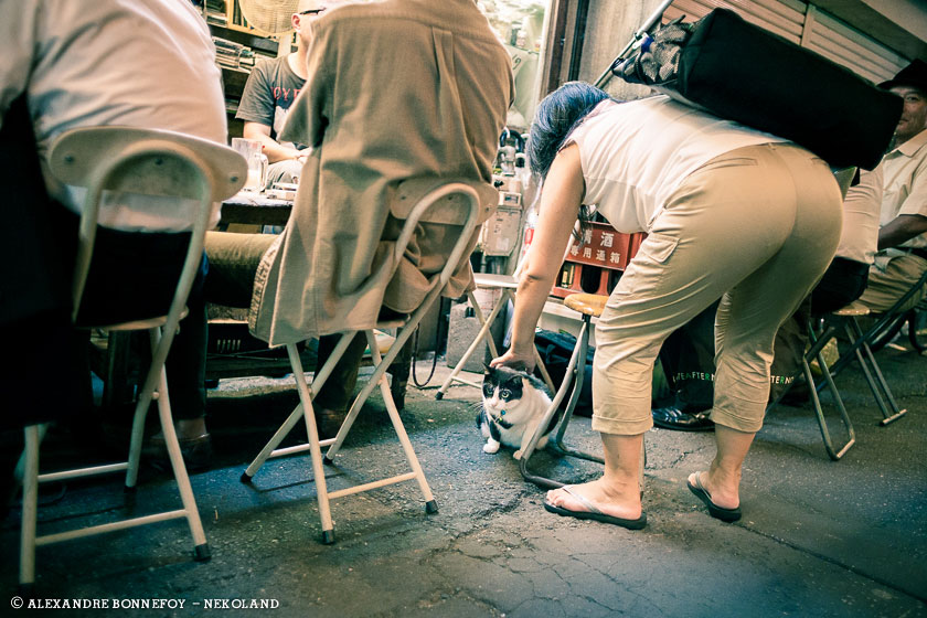 Photobook of cats in Japan goes beyond kawaii, beautifully captures ...