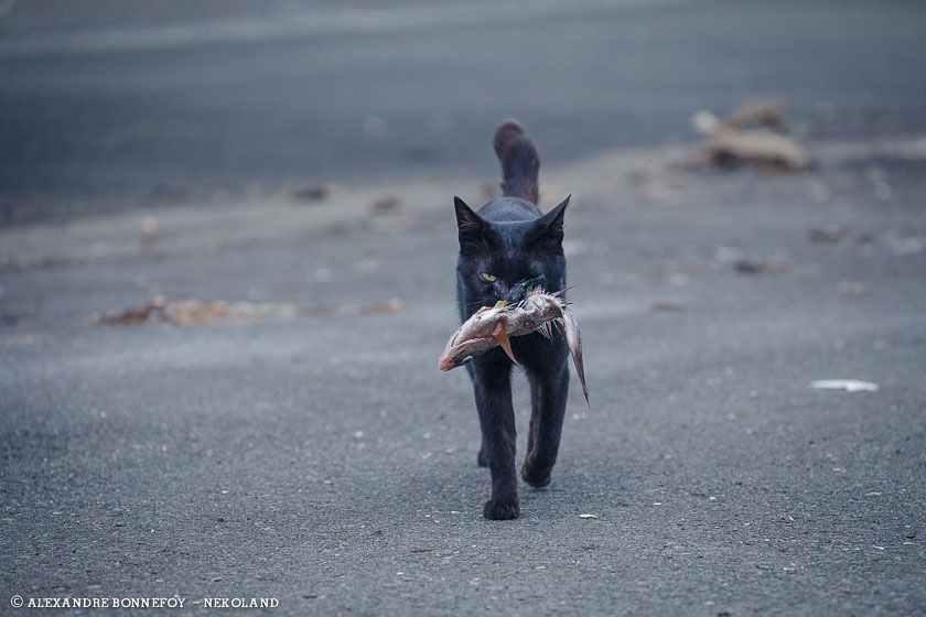 Photobook of cats in Japan goes beyond kawaii, beautifully captures ...