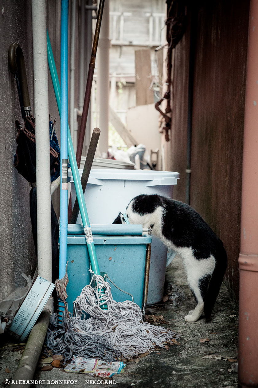 Photobook of cats in Japan goes beyond kawaii, beautifully captures ...
