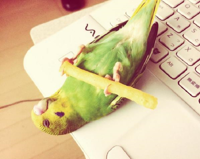 Cute, snack-loving Japanese parakeet proves even birds go into food ...