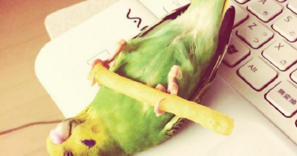Cute, snack-loving Japanese parakeet proves even birds go into food ...