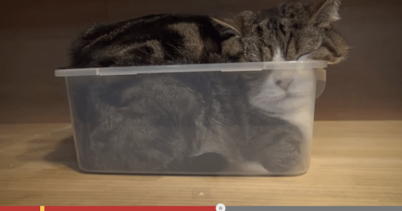 The most famous cat in Japan shows us exactly how he fits his chubby ...