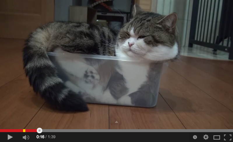 The most famous cat in Japan shows us exactly how he fits his chubby ...