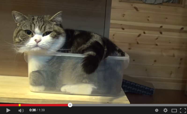 The most famous cat in Japan shows us exactly how he fits his chubby ...