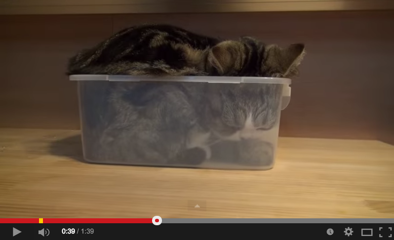 The most famous cat in Japan shows us exactly how he fits his chubby ...