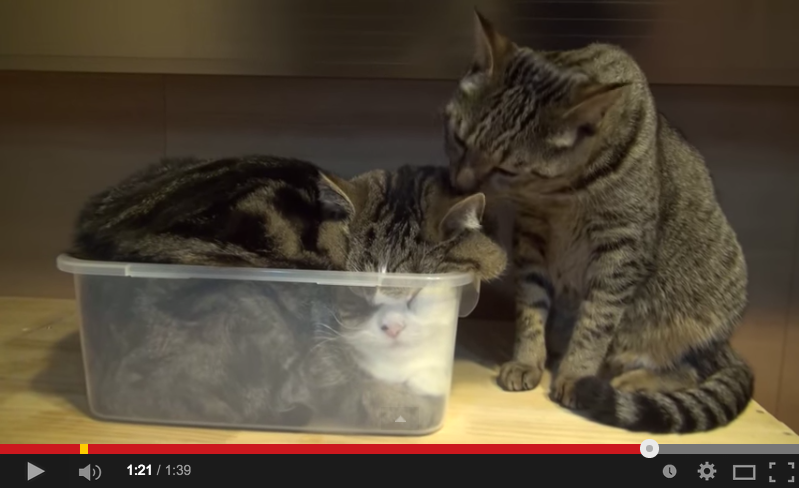 The most famous cat in Japan shows us exactly how he fits his chubby ...