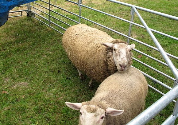 Tag: Year of the Sheep | SoraNews24 -Japan News-