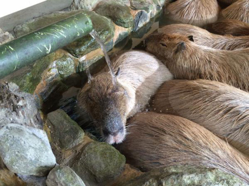 Capybara hot springs are back: Rodent-friendly onsen now available all ...