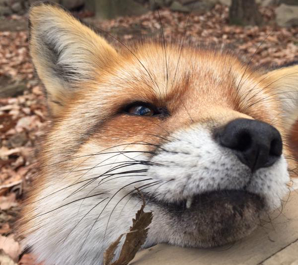 More adorable photos from Japan’s fox village | SoraNews24 -Japan News-