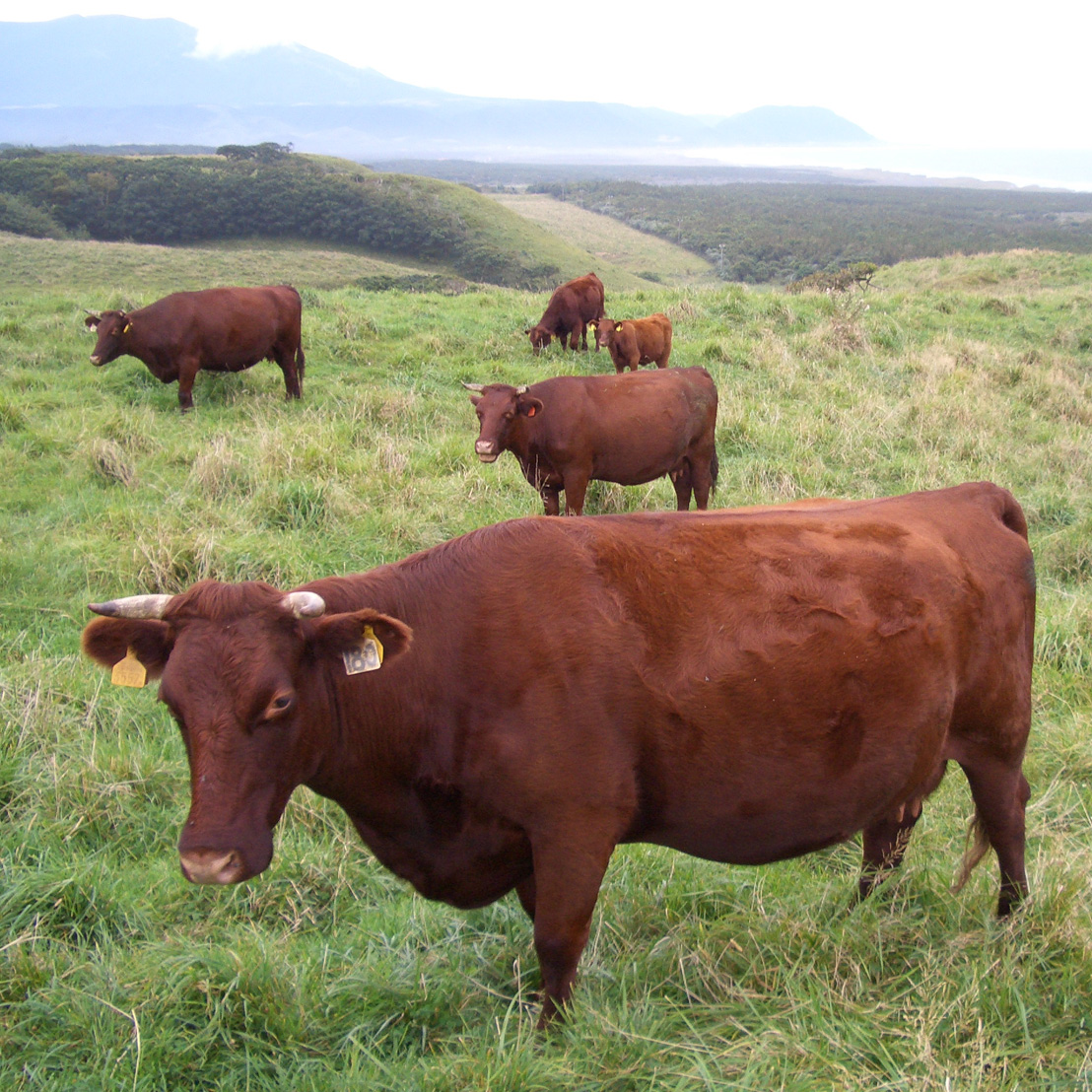 The Four Lows: Many Japanese women’s new image of the ideal man ...