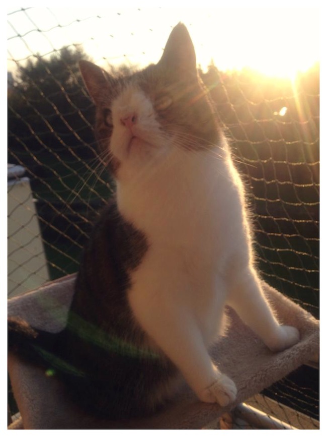 We think he’s purr-fect! Meet Monty, the cat born without a nose bone ...